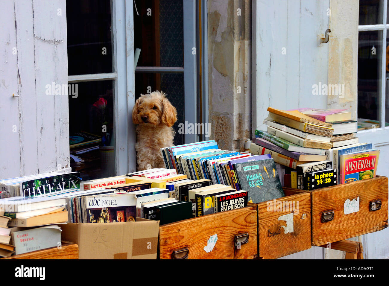 Puppy Dog in window of Second Hand Bookshop Saintes Charente Maritime ...