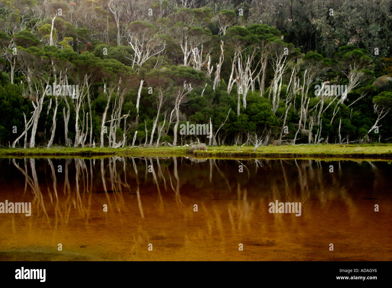 Tidal river Wilson Promontory National Park Victoria Australia Stock ...