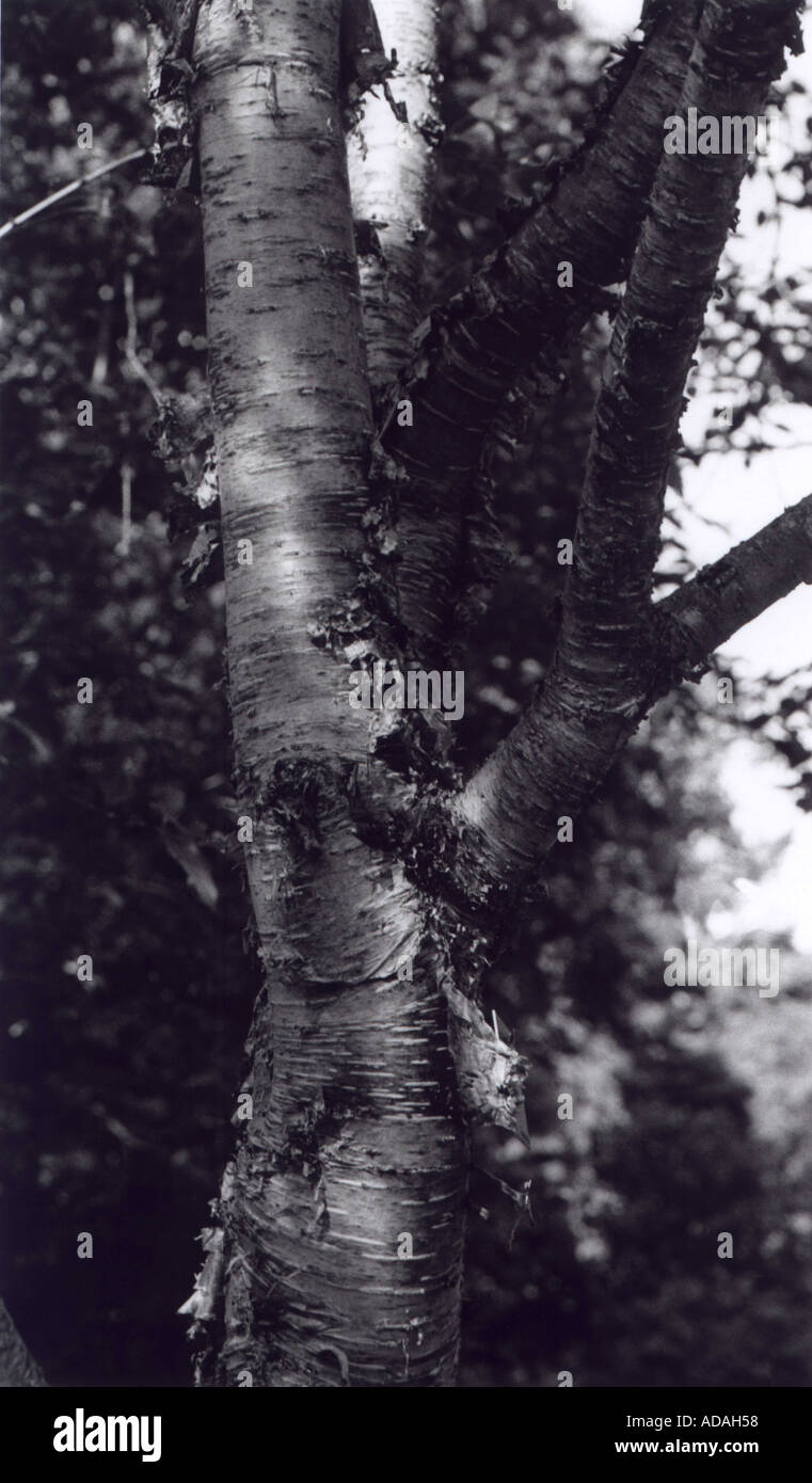 birch tree trunk Stock Photo - Alamy