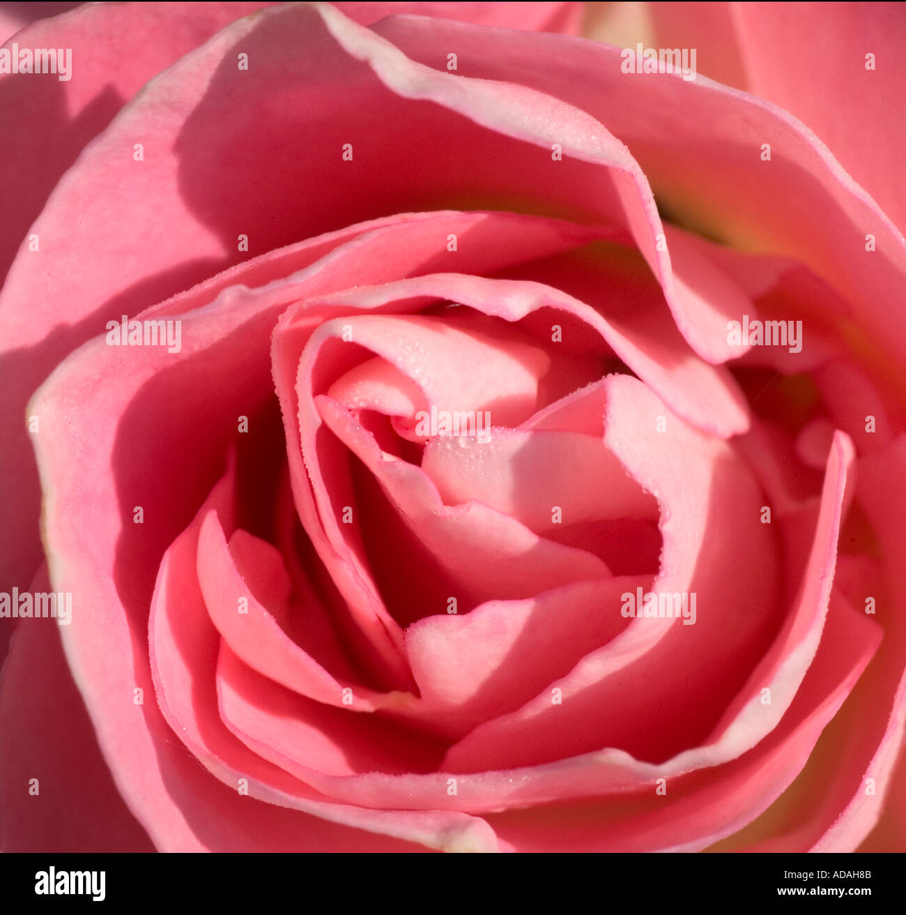 Jenny s hi-res stock photography and images - Alamy