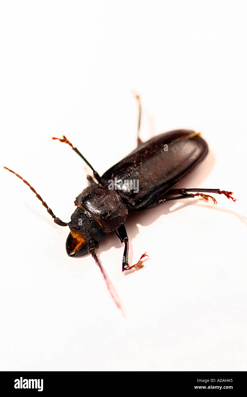 Claws insect animal beetle hi-res stock photography and images - Alamy