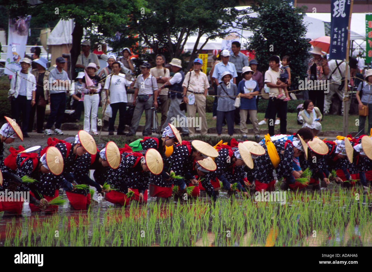 Rice planting fertility festival in Saigo, Japan Stock Photo - Alamy