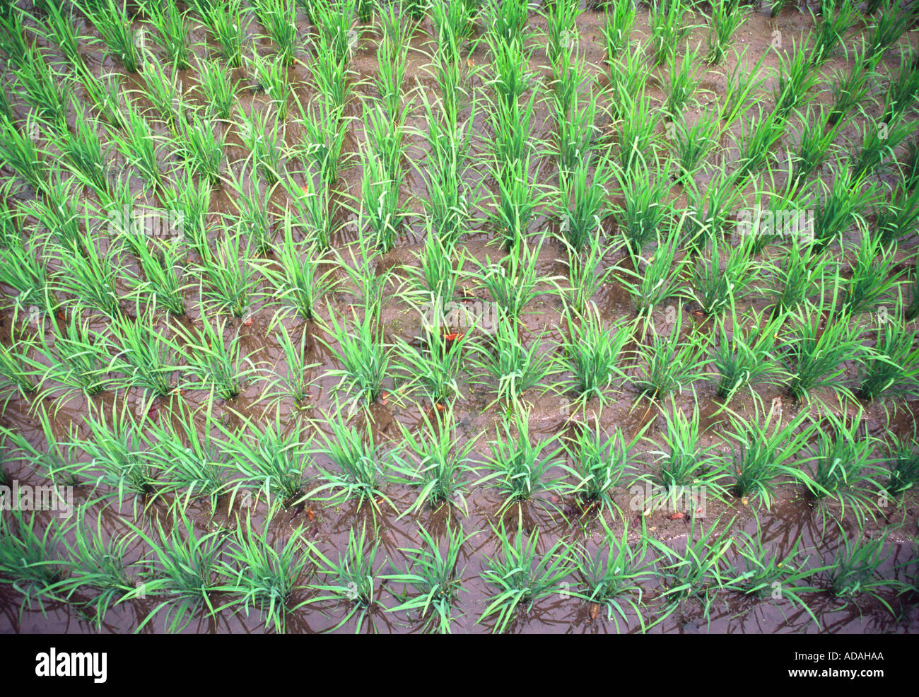 Planted rice plant, in rice paddy Close Up. Japan Stock Photo - Alamy