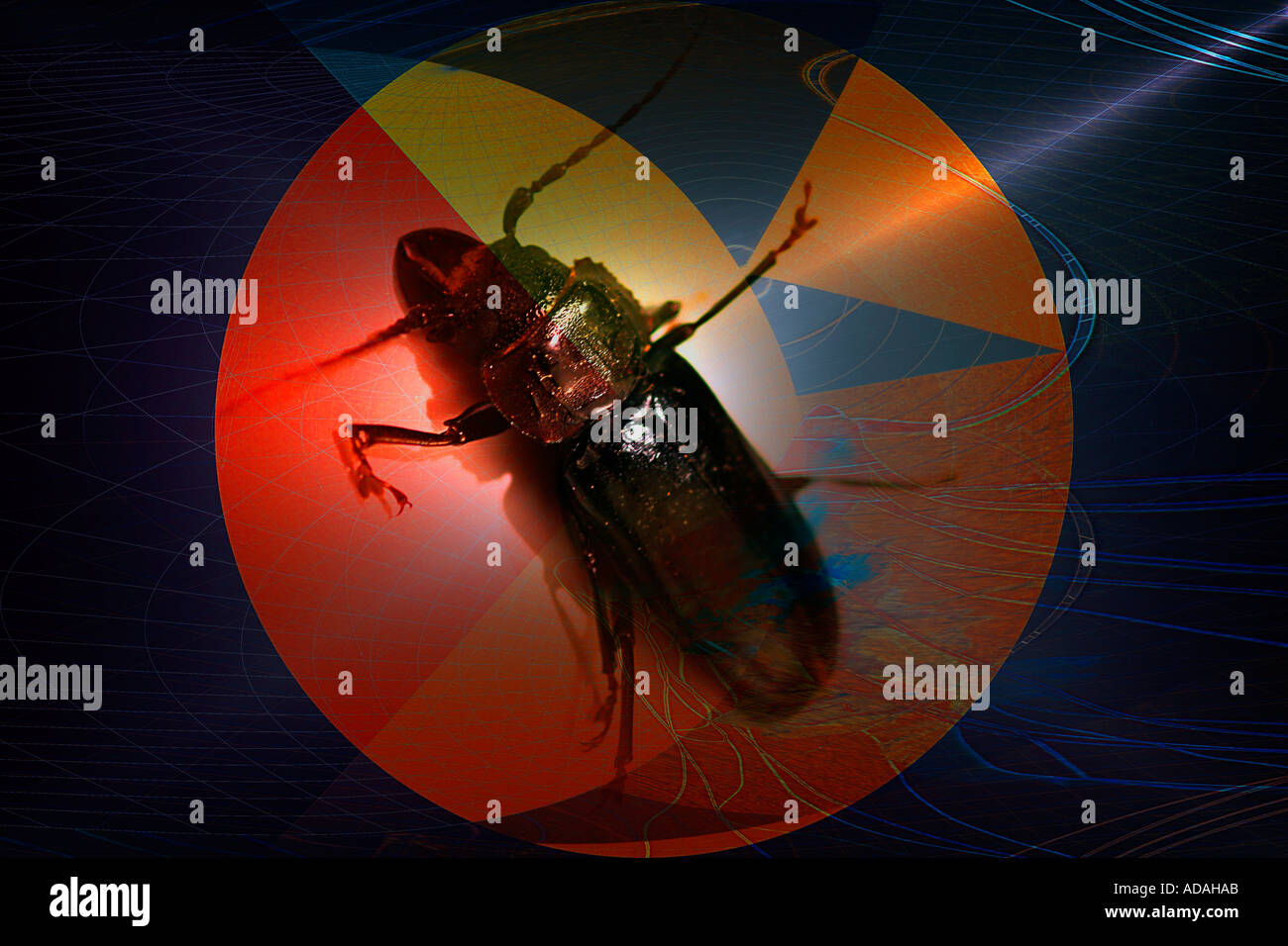 Abstract Art Beetle Signs and Symbols Insects Stock Photo - Alamy
