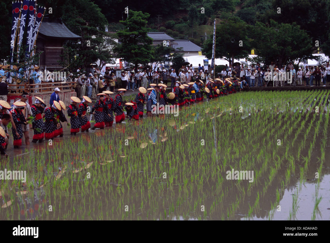 Rice planting fertility festival in Saigo, Japan Stock Photo - Alamy
