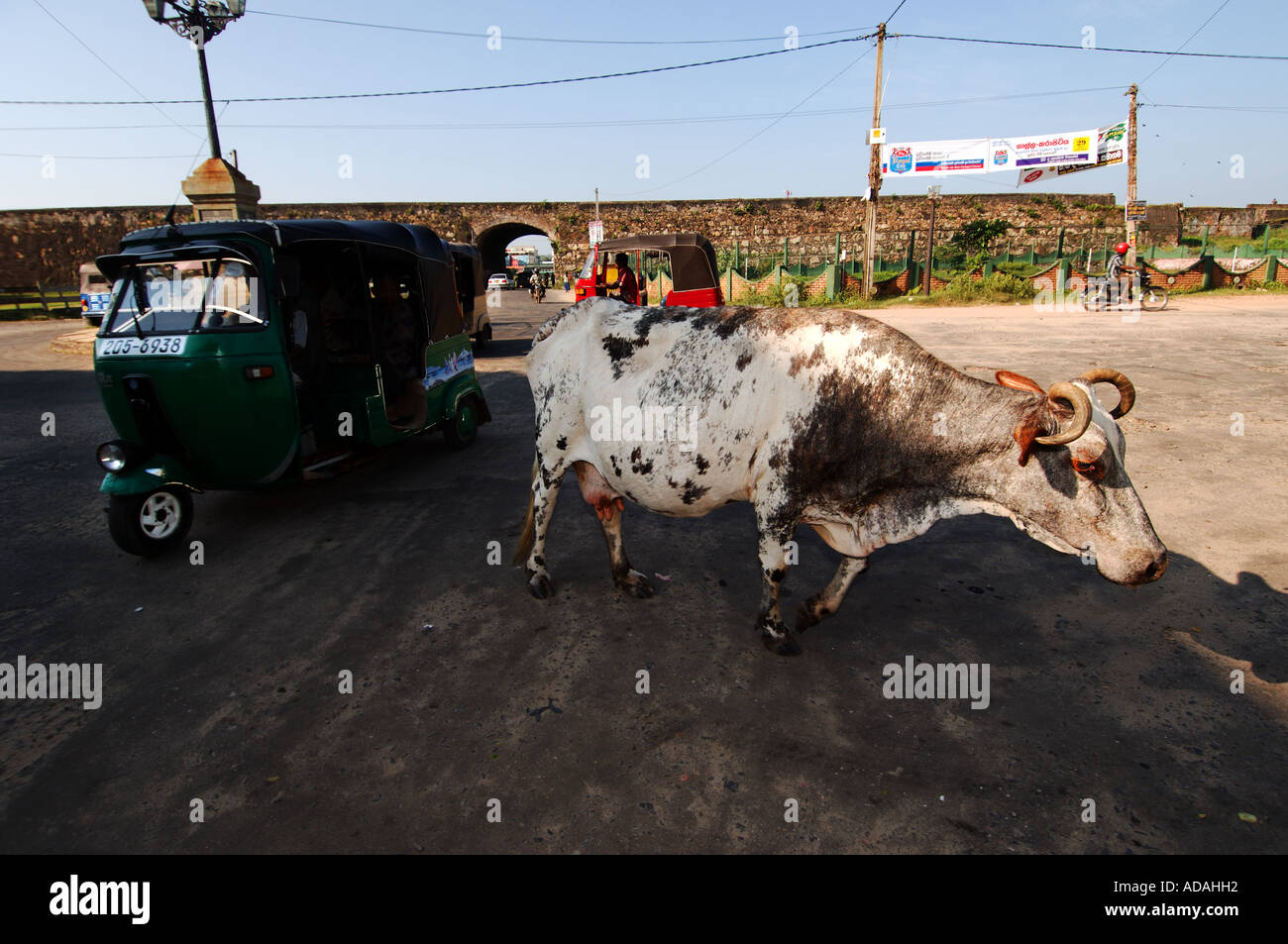 Galle Fort cow and tuk tuk Stock Photo - Alamy