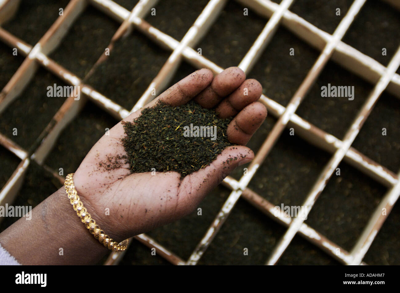 Nuwara Eliya hill station tea factory Stock Photo - Alamy