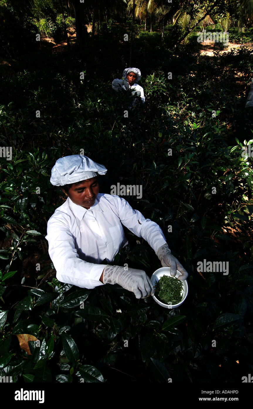 Picking of white tea on the Handunugoda tea estate Stock Photo - Alamy