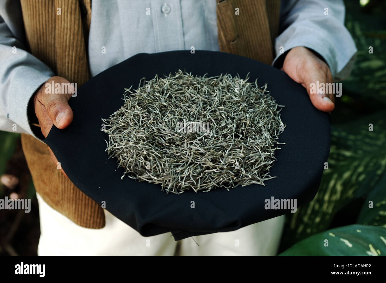 The white tea of the Handunugoda tea estate Stock Photo - Alamy