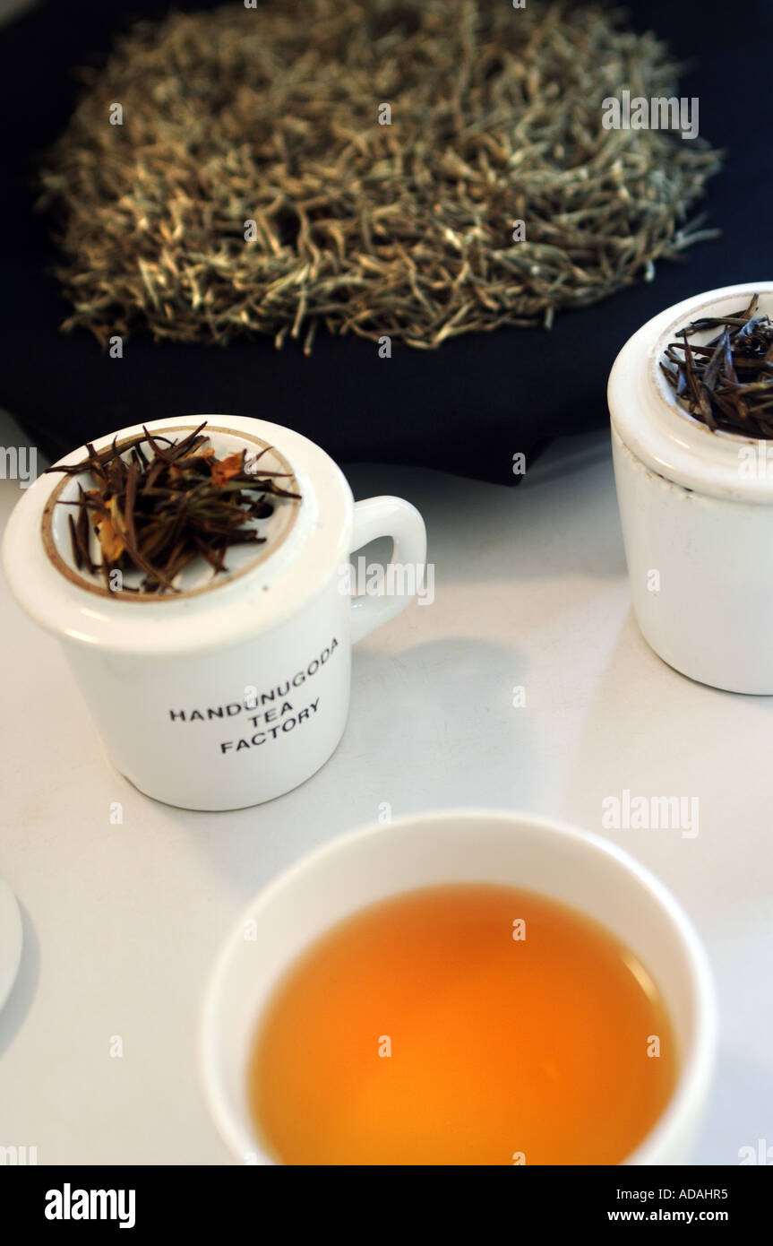 Tasting the white tea of the Handunugoda tea estate Stock Photo - Alamy