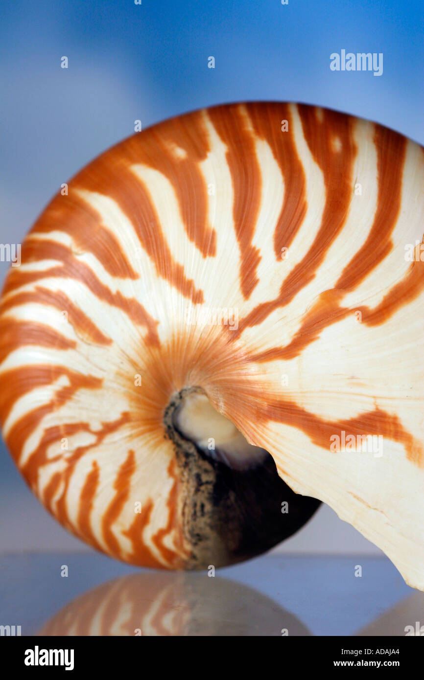 Nautilus Sea Shell Protection Home Ocean Life Stock Photo - Alamy