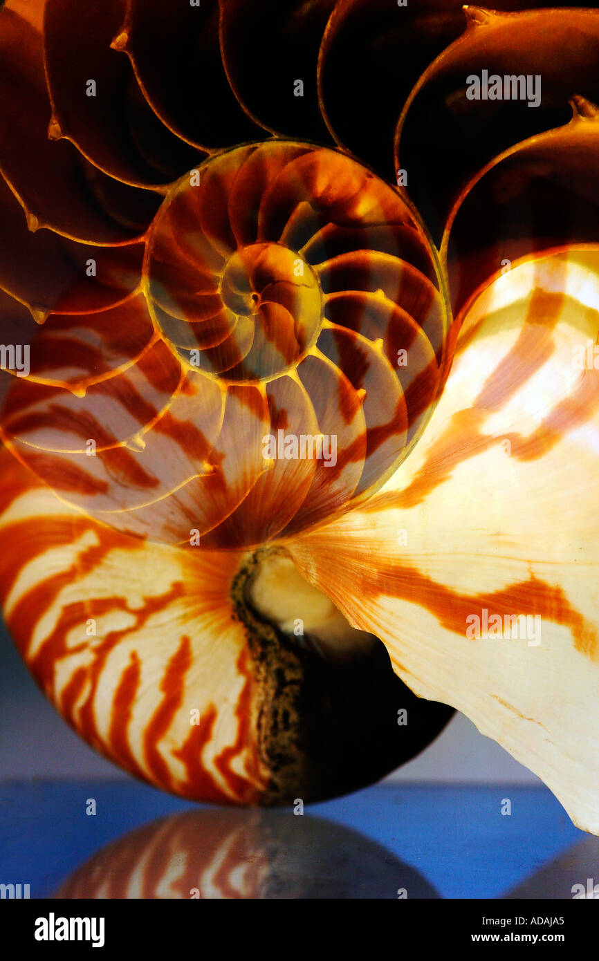 Sea Life Inside and Outside of Nautilus Shell Stock Photo - Alamy
