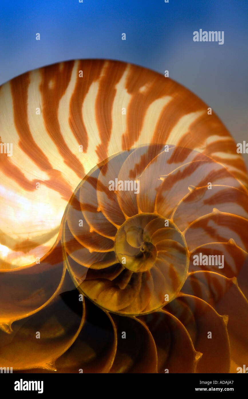 Two Nautilus Sea Shells Inside and Outside Sea Life Stock Photo - Alamy