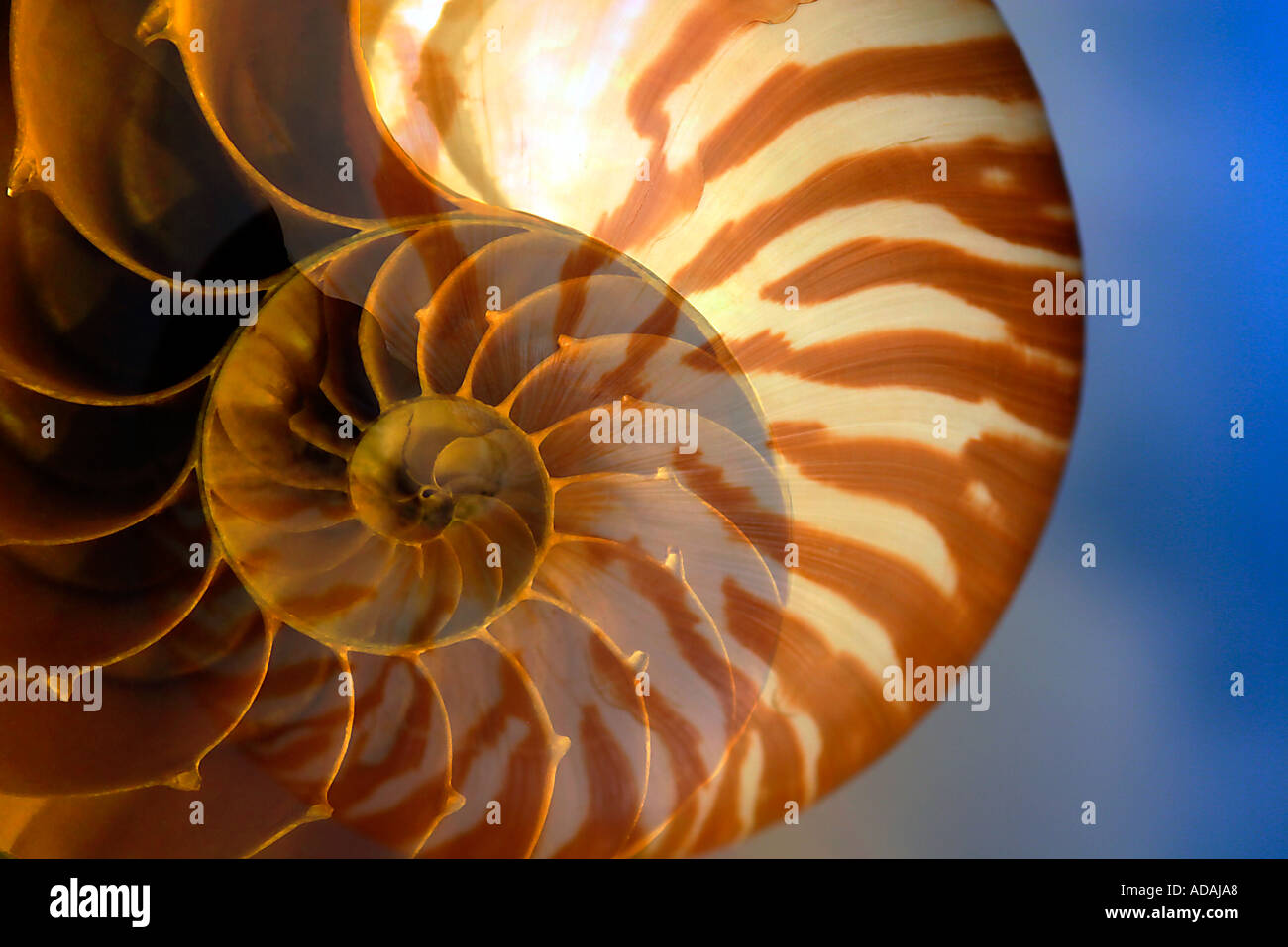Two Nautilus Sea Shells Inside and Outside Sea Life Stock Photo - Alamy