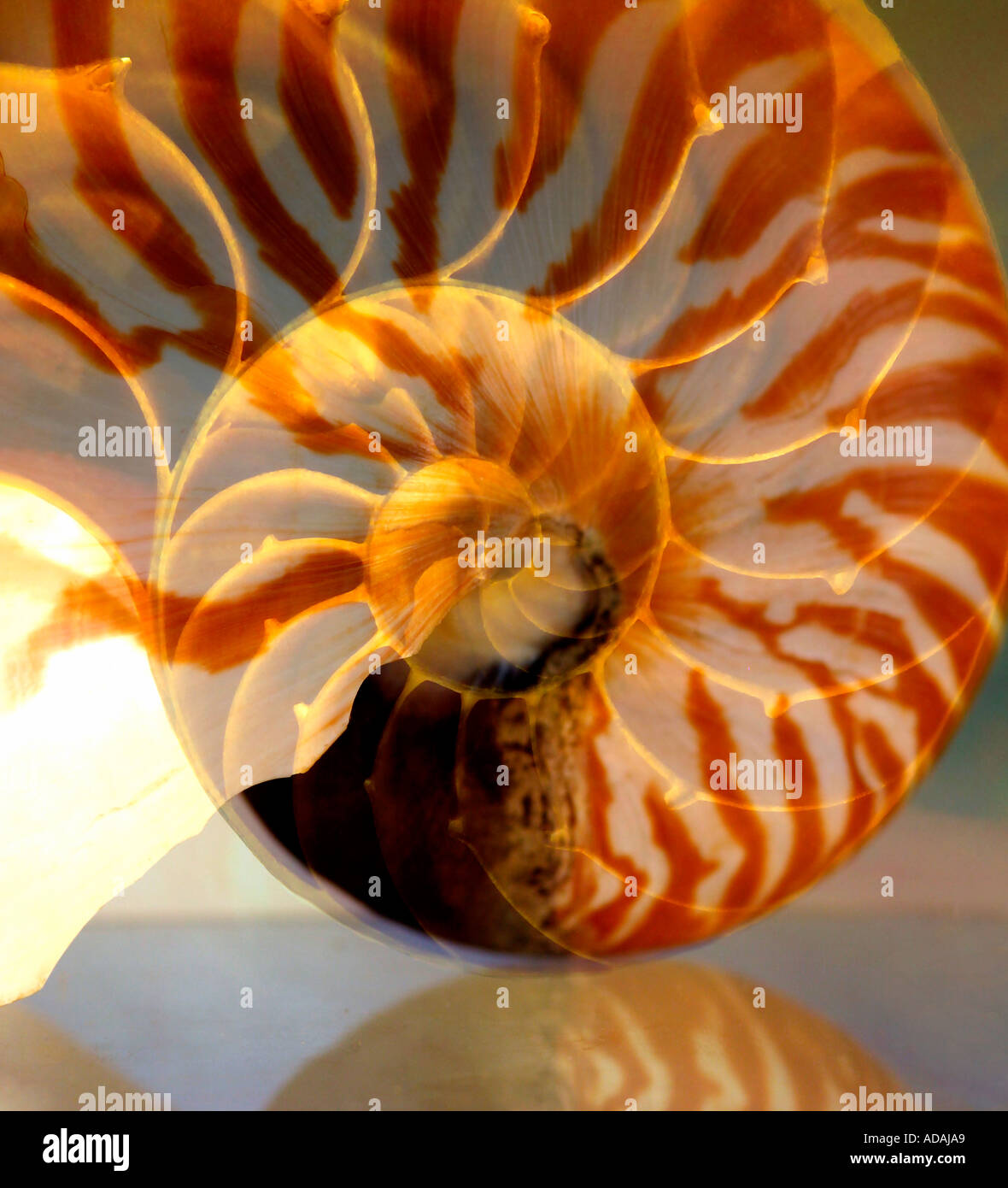 Natilus Sea Shells Inside Outside Symbolic Stock Photo - Alamy