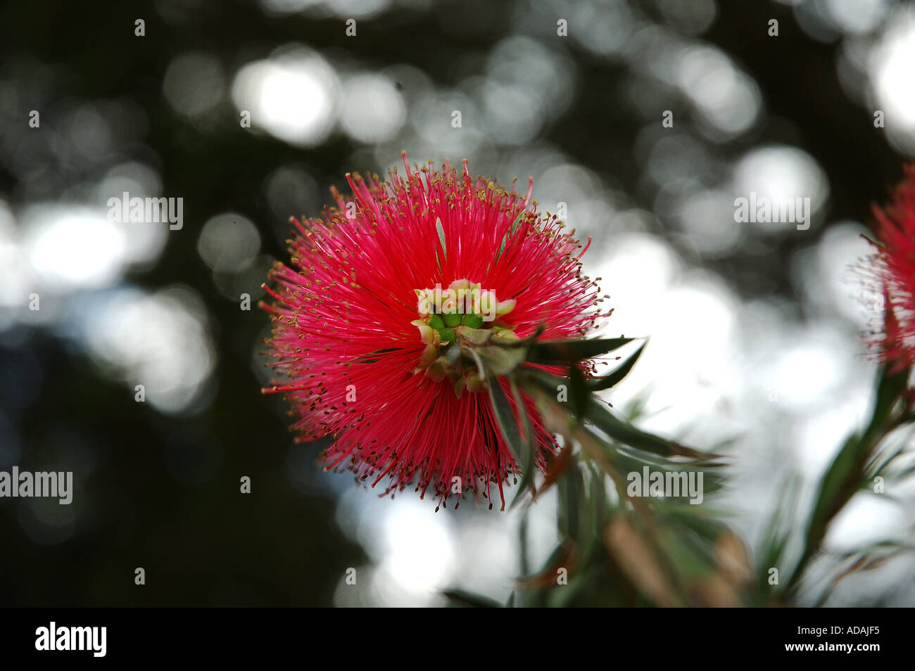 circular red flower very spiky on blurred backdrop Stock Photo - Alamy