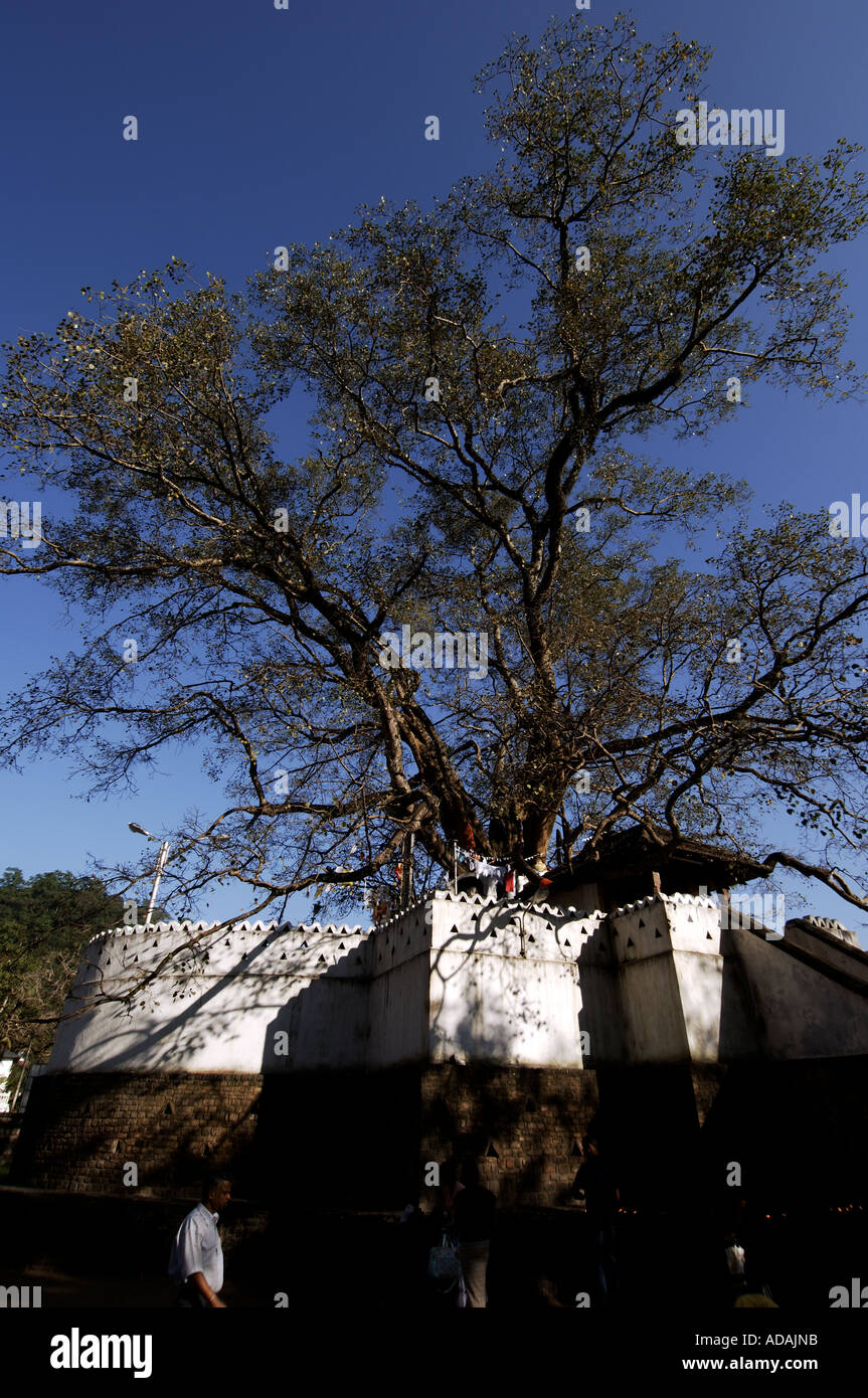 Kandy the bodhi tree of the Dalada Maligawa the temple of the tooth ...