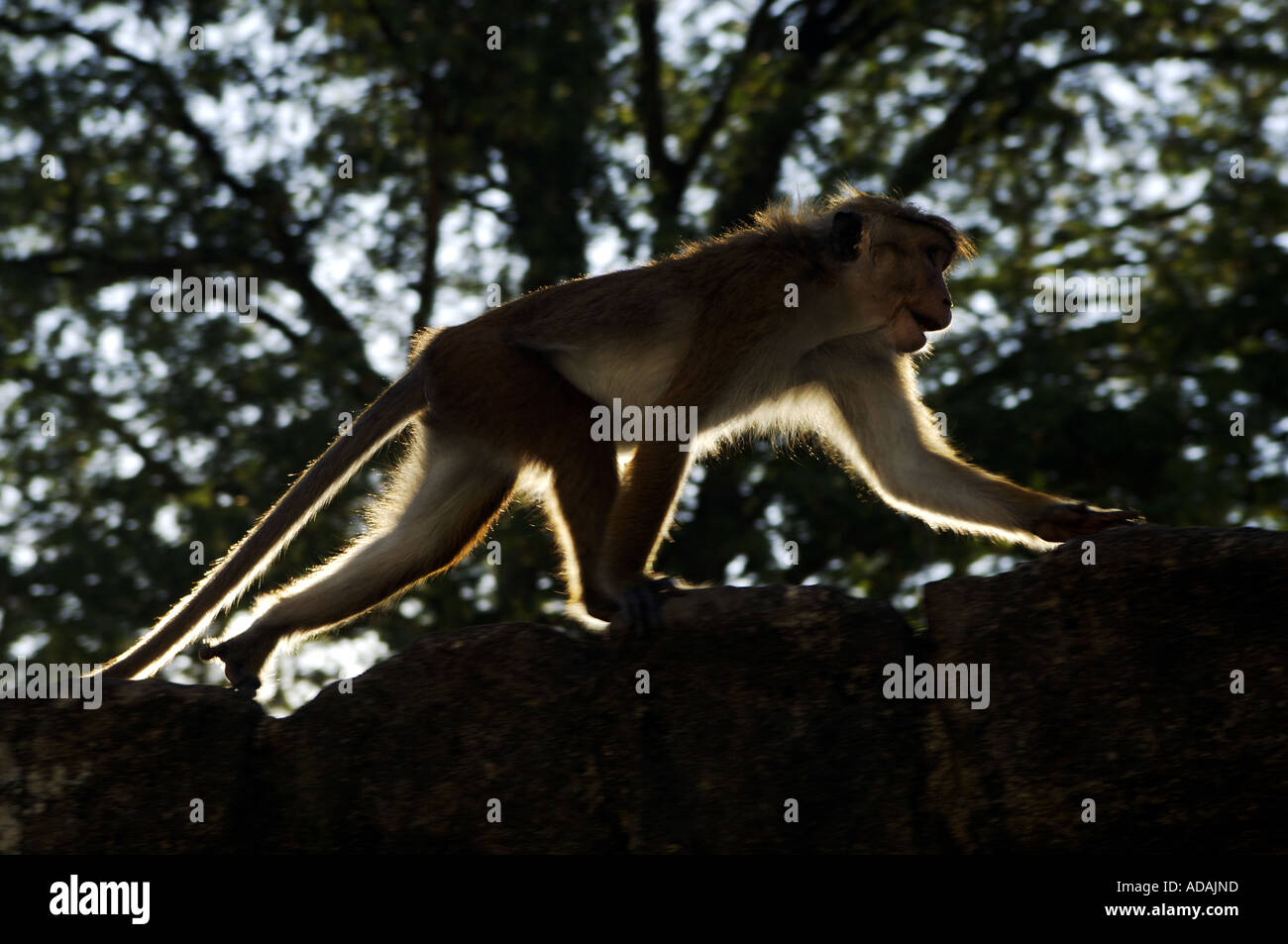 Kandy monkeys at the Dalada Maligawa the temple of the tooth Stock ...