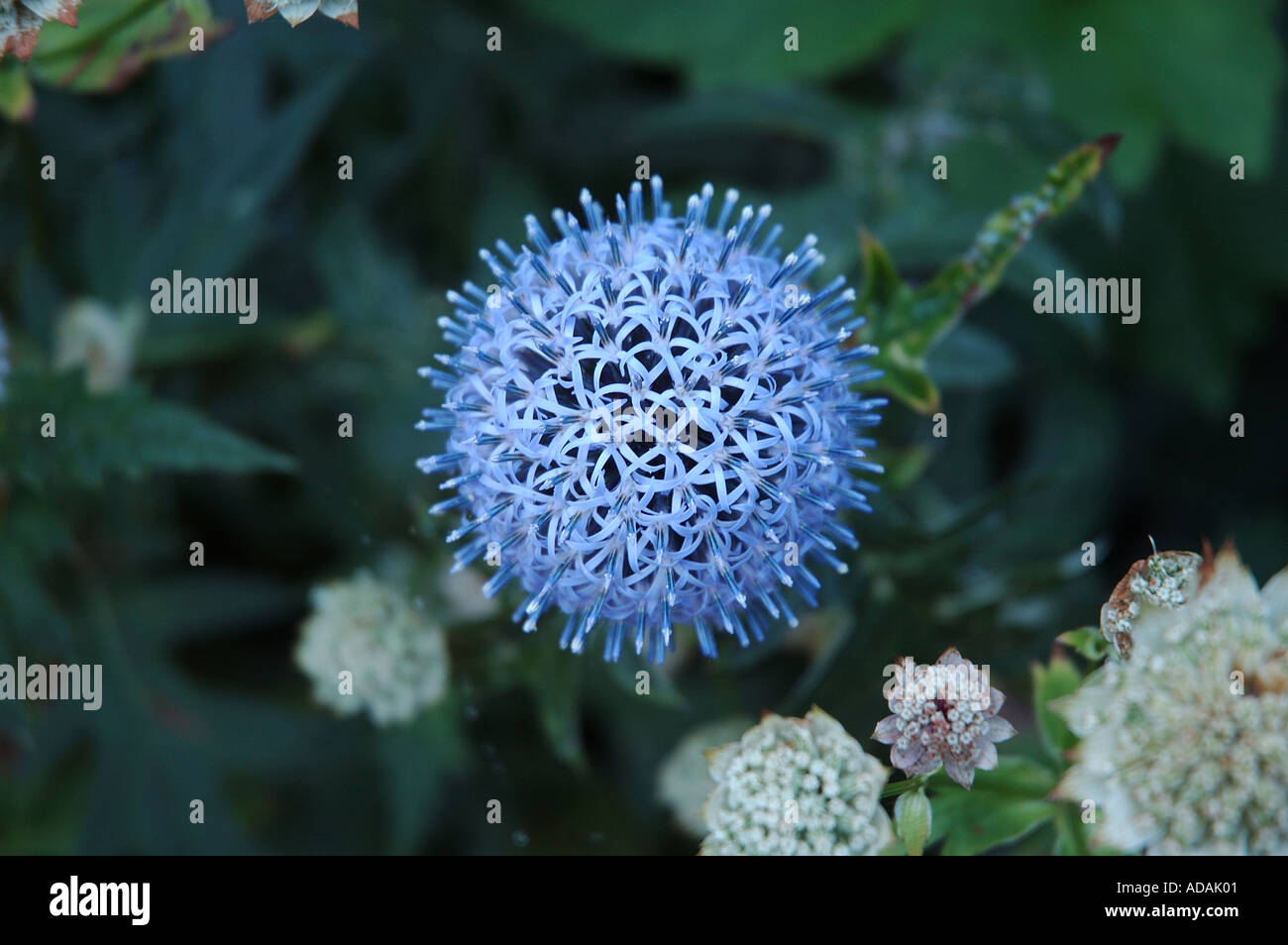 blue lilac flower circular ball shape Stock Photo - Alamy
