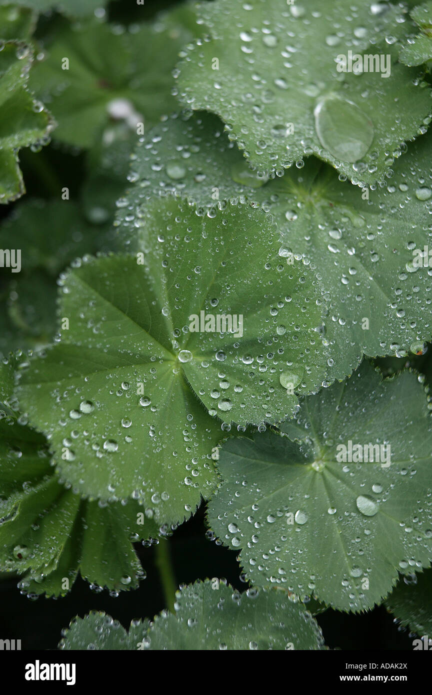 Water retention in nature illustrated by rain drops held by the green ...