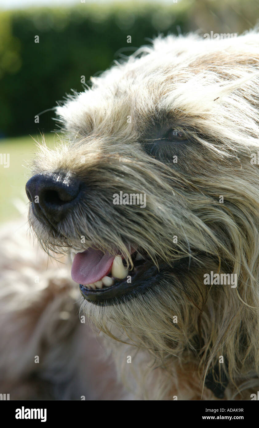 detail of dogs face including set of teeth Boarder terrier popular as a ...