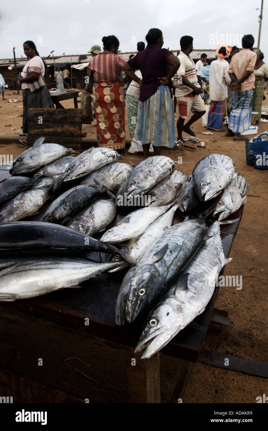 Negombo fish market Stock Photo - Alamy