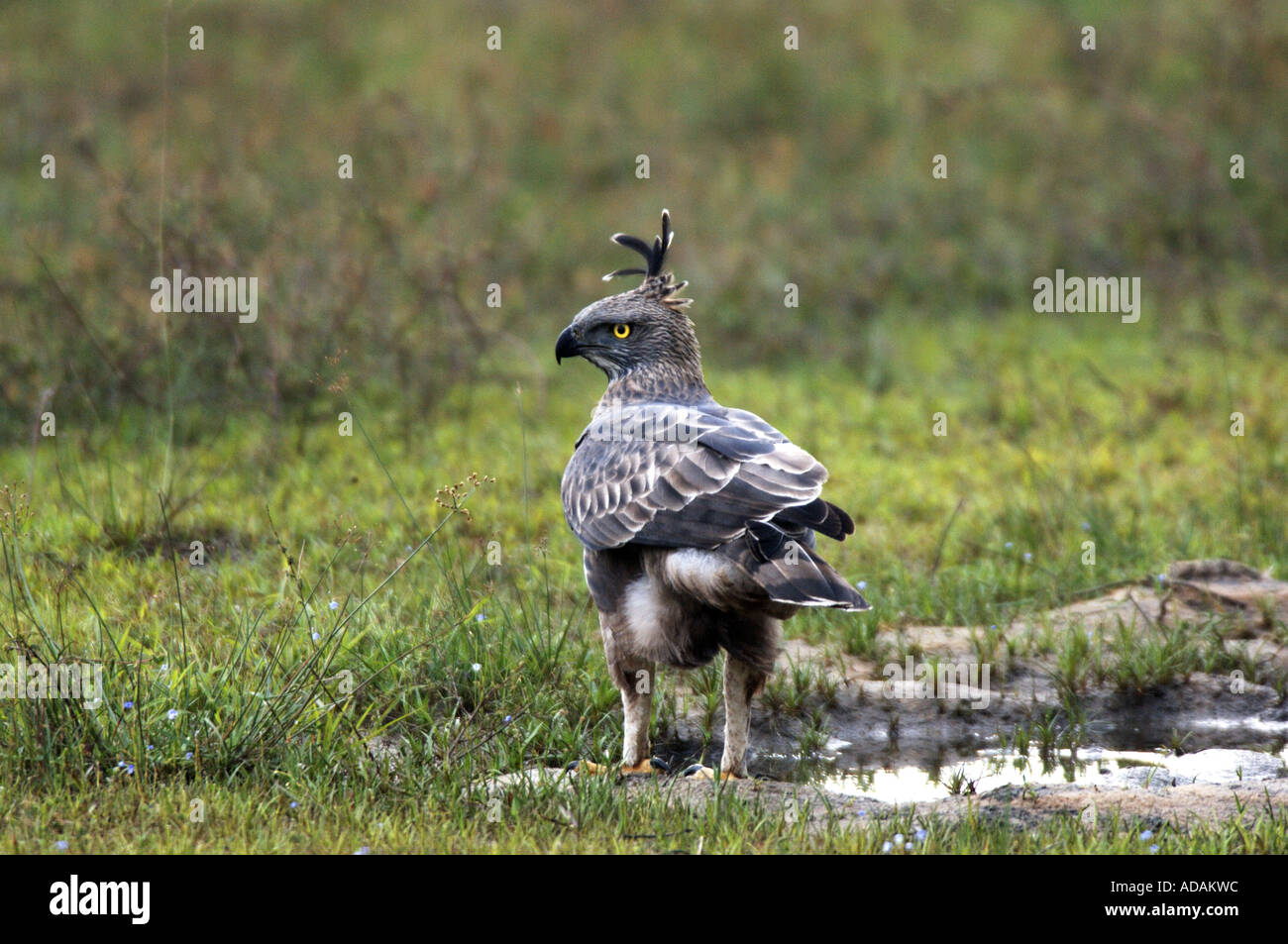 Asian hawk hi-res stock photography and images - Alamy