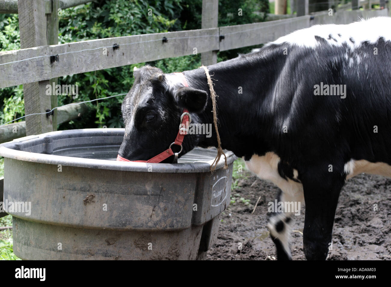 Cow drinking at trough Stock Photo - Alamy