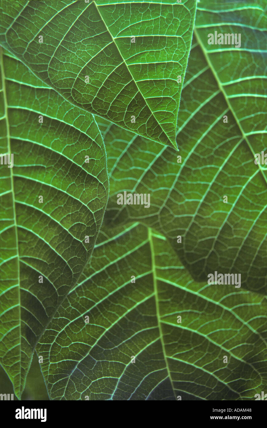 Leafs layers hi-res stock photography and images - Alamy