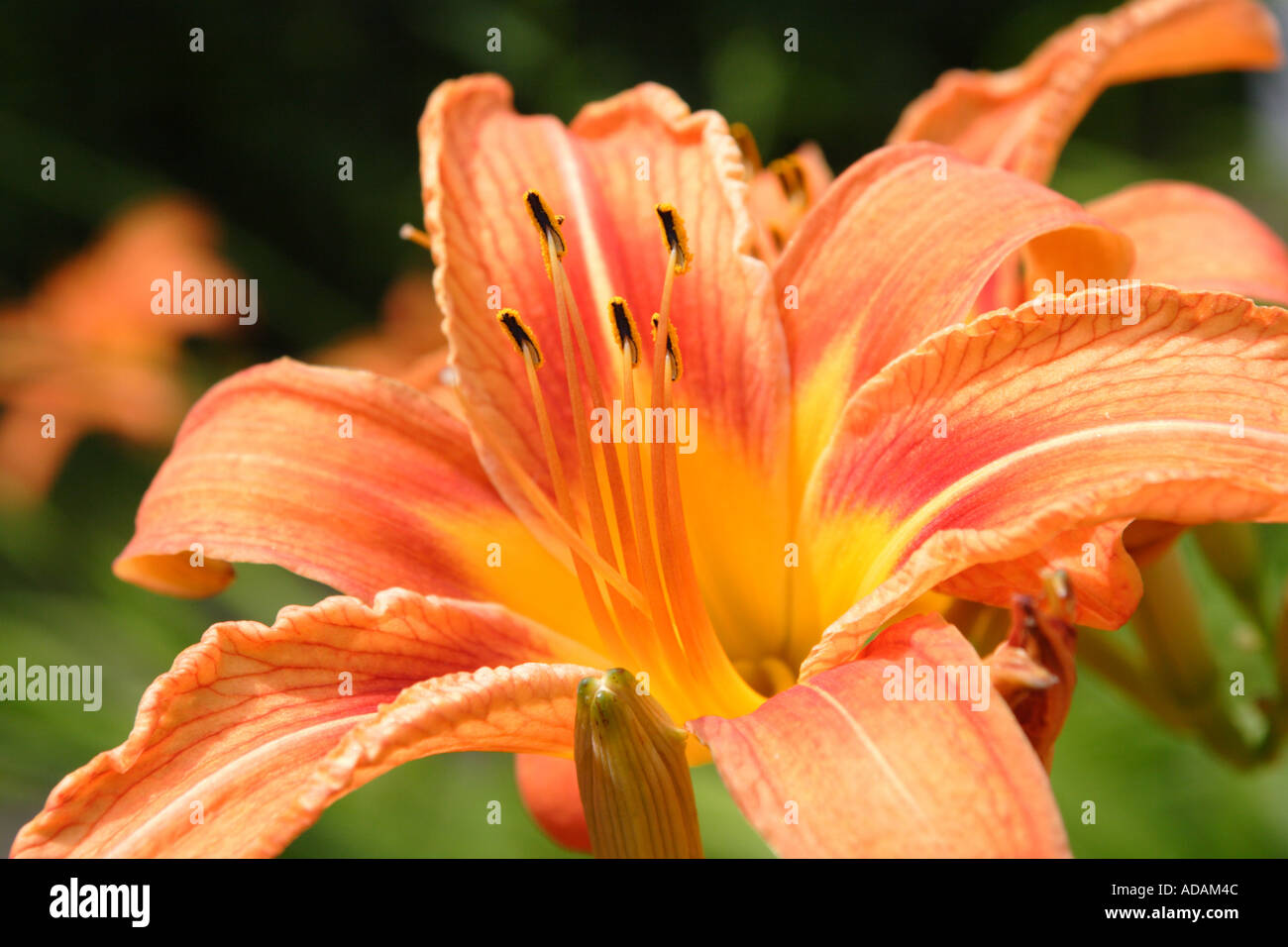 Orange Day Lilies Stock Photo - Alamy