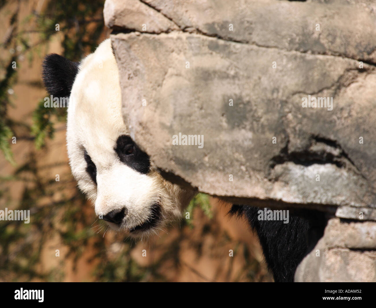 Panda peeks from behind rock Stock Photo - Alamy