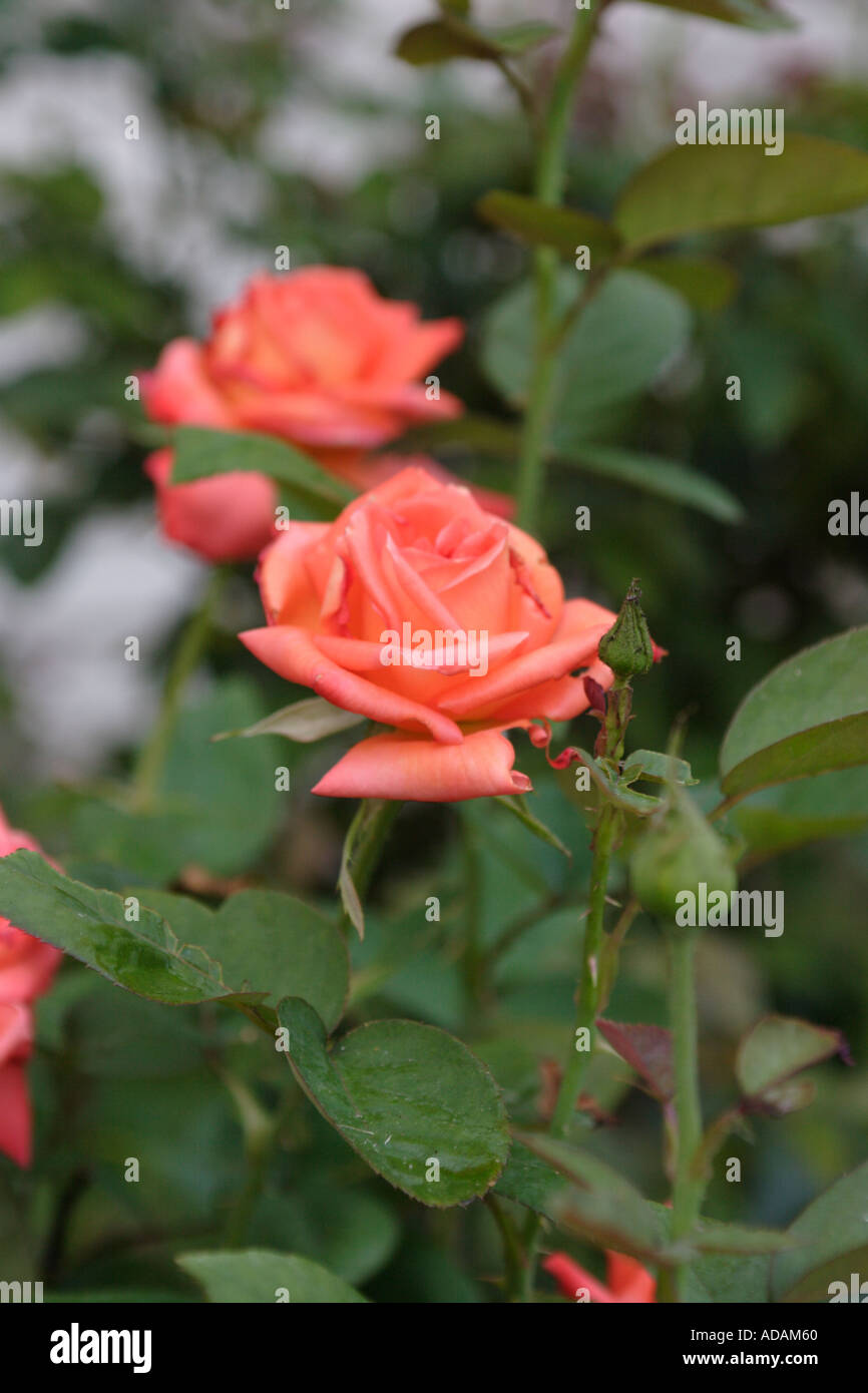 Fire rose hi-res stock photography and images - Alamy