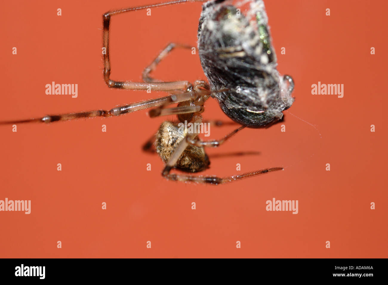 Spider wraps up its prey Stock Photo - Alamy