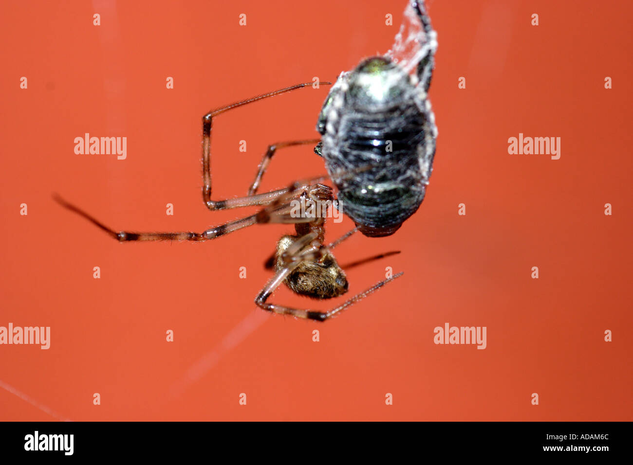 Insect wraps hi-res stock photography and images - Alamy