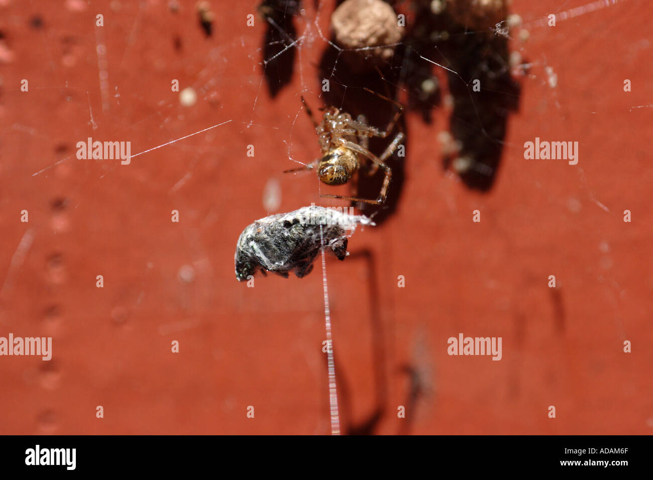 Insect wraps hi-res stock photography and images - Alamy
