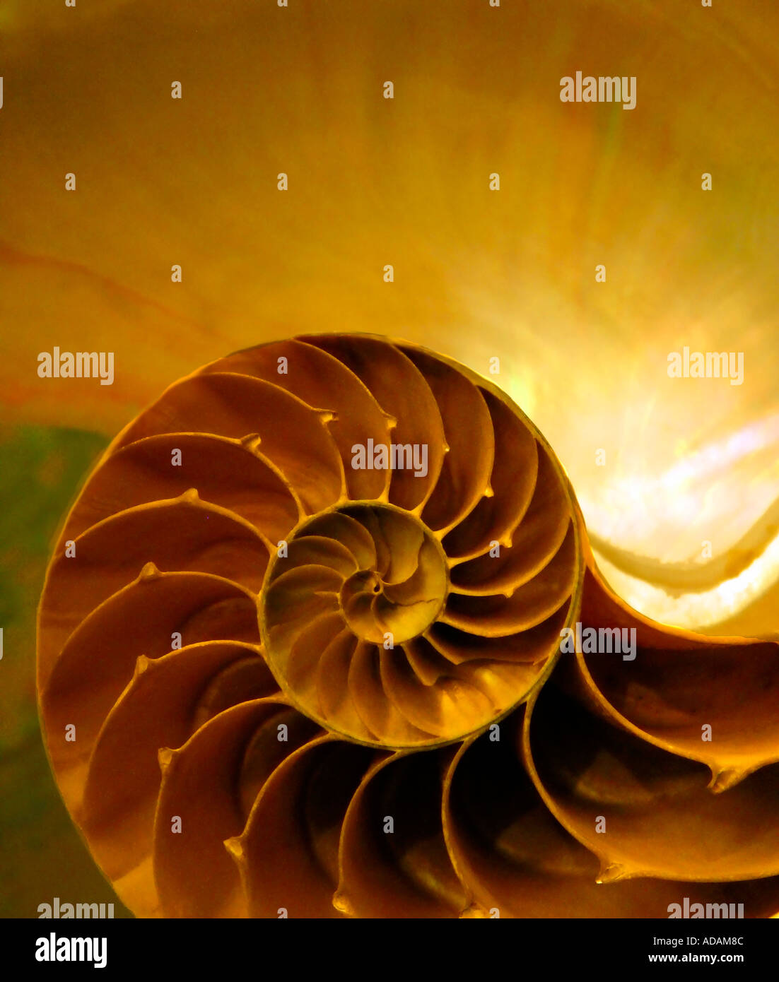 Spiral of Life Inside Nautilus Sea Shell Symbolic Stock Photo - Alamy