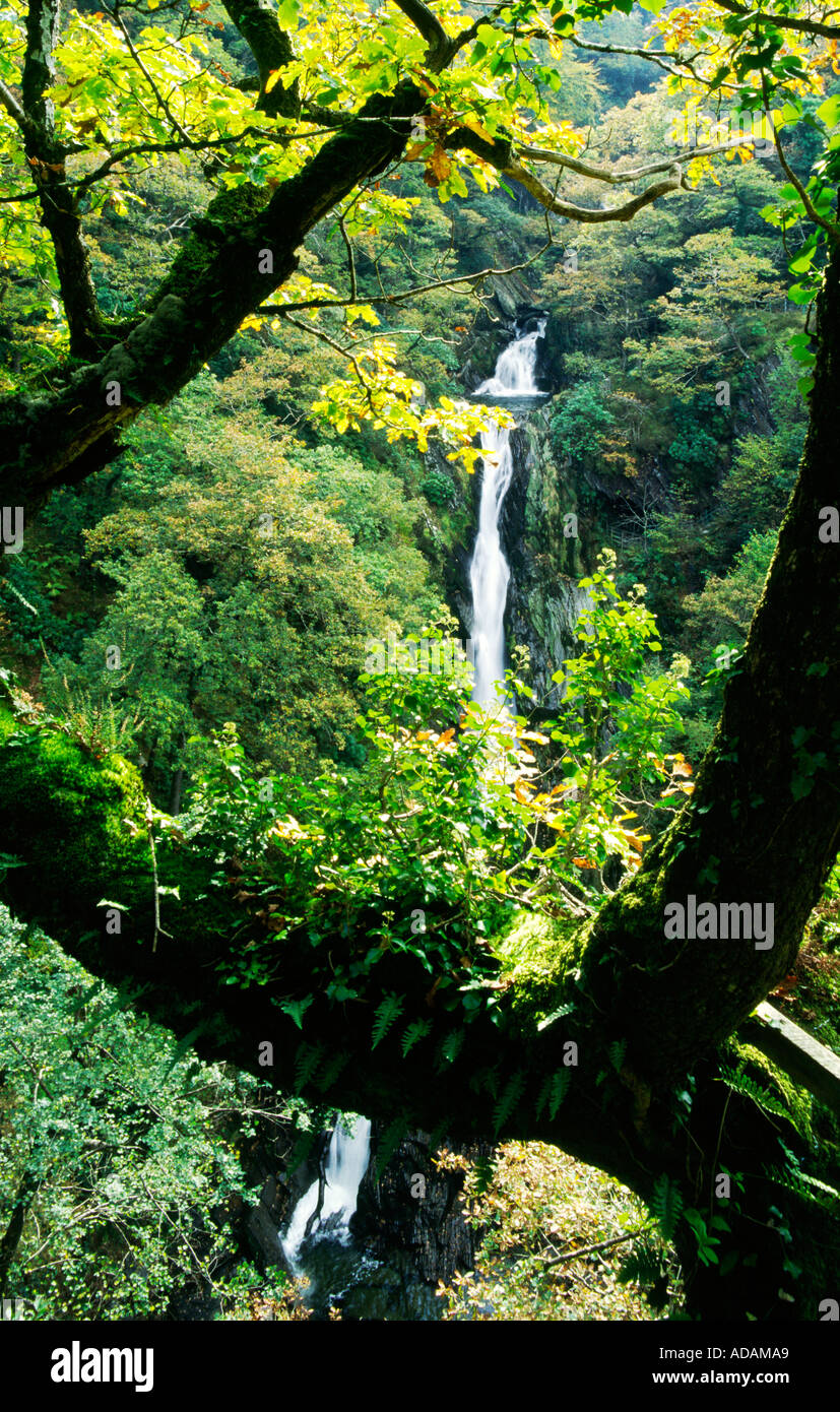 Mynach Falls on the Afon Rheidol river below Devils Bridge in the Vale ...