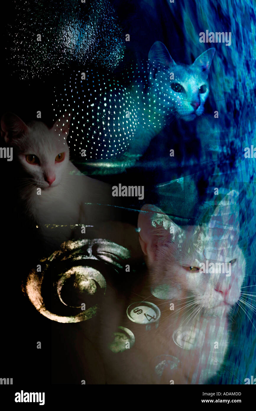 Abstract Art Cat Faces Still Life Animals Stock Photo - Alamy