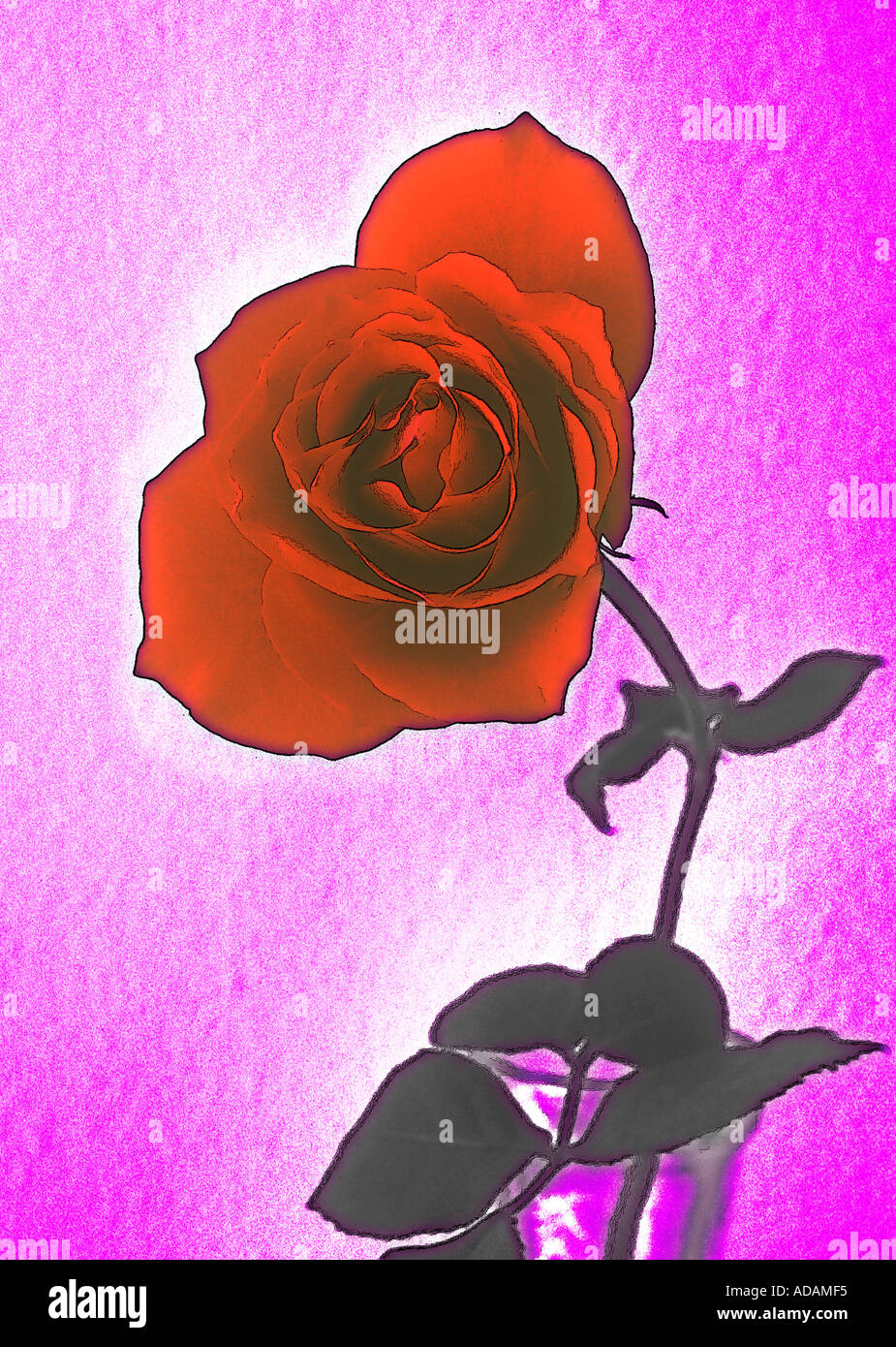 Single Rose Stock Photo - Alamy