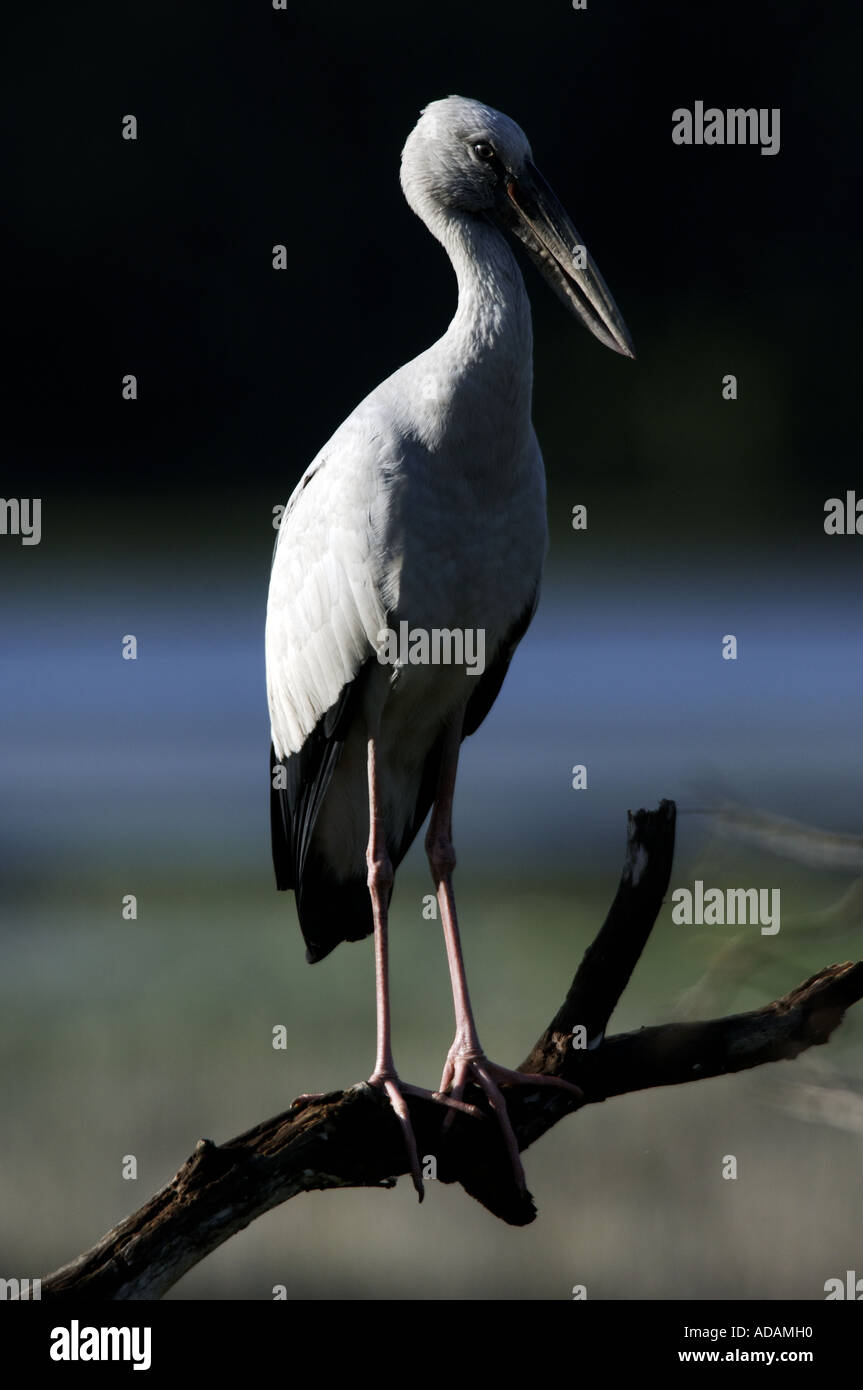 Wilpattu National Park open bill stork Stock Photo - Alamy