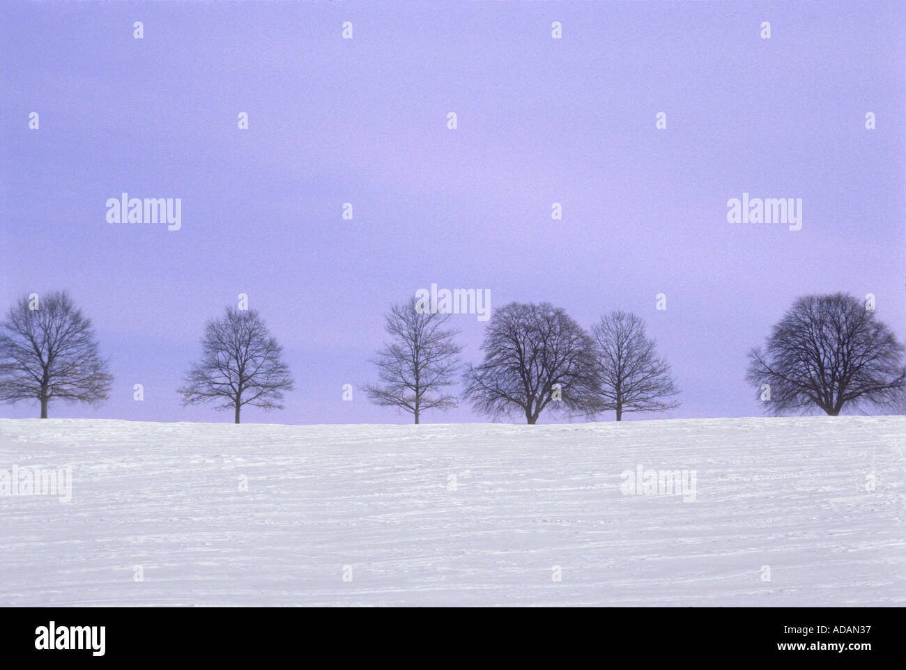 Line Of Bare Trees In Winter Snow, Valley Forge National Park ...