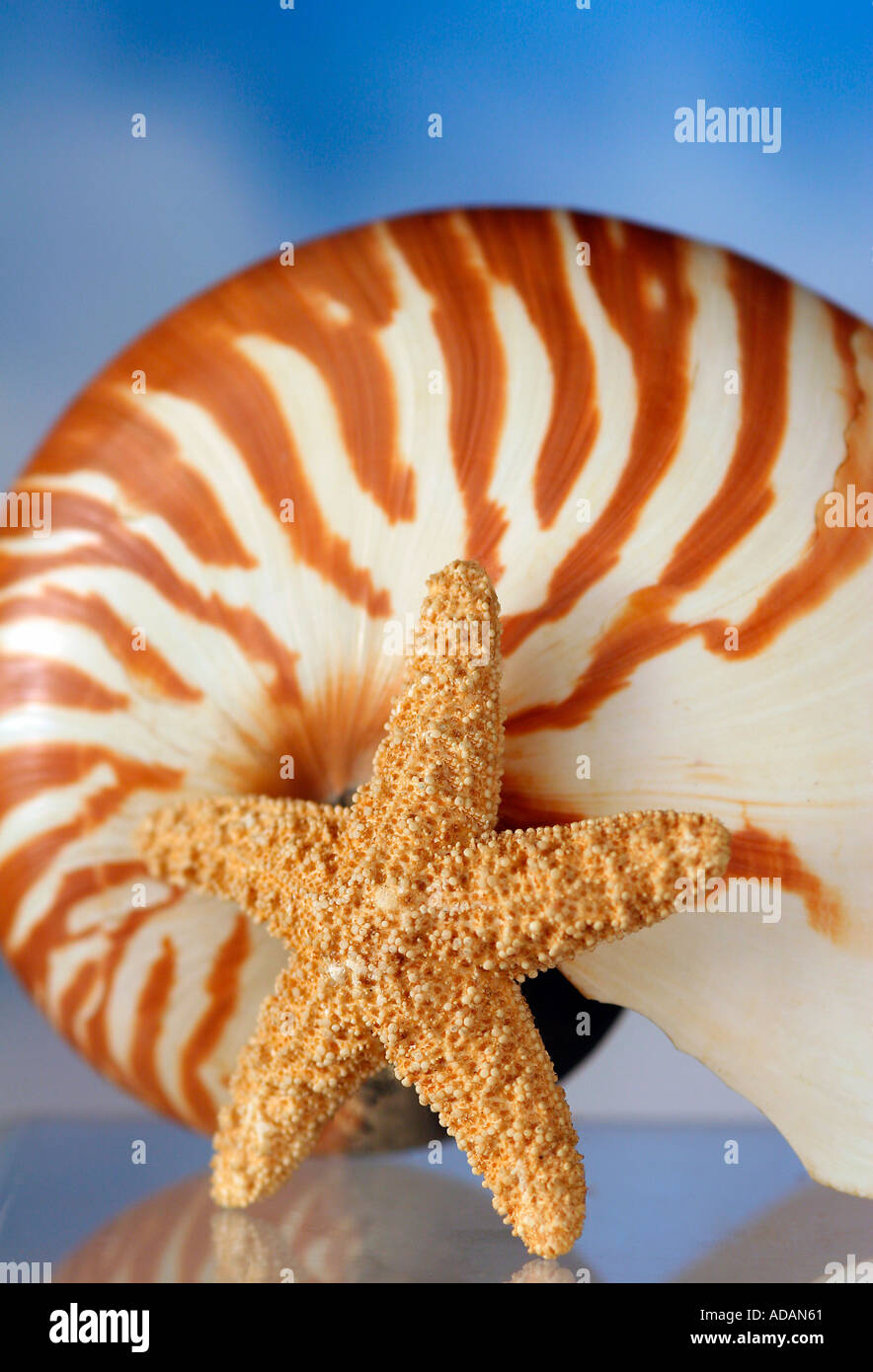 Mollusk armor hi-res stock photography and images - Alamy