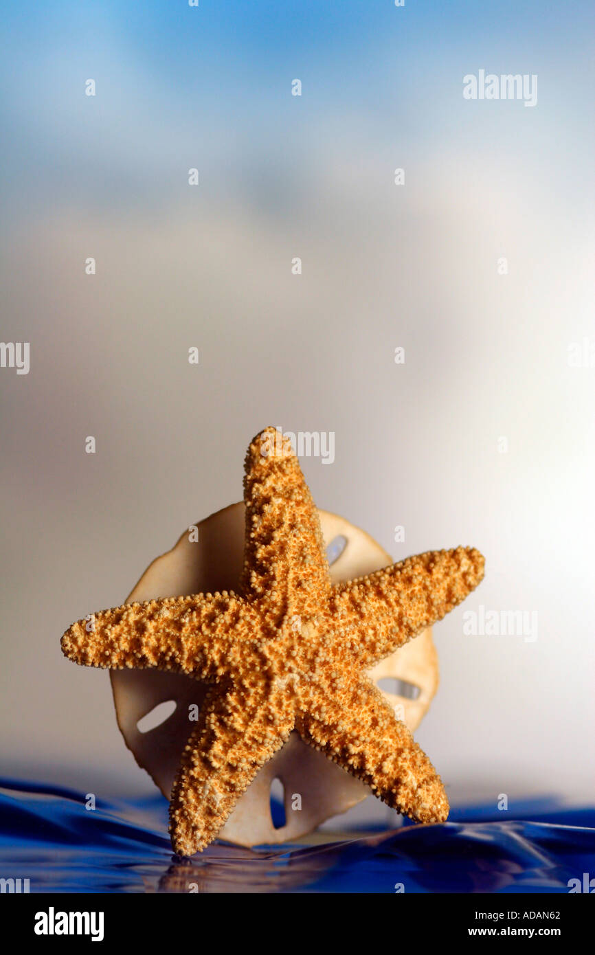 Ocean Life Animal Sand Dollar and Star Fish Stock Photo - Alamy