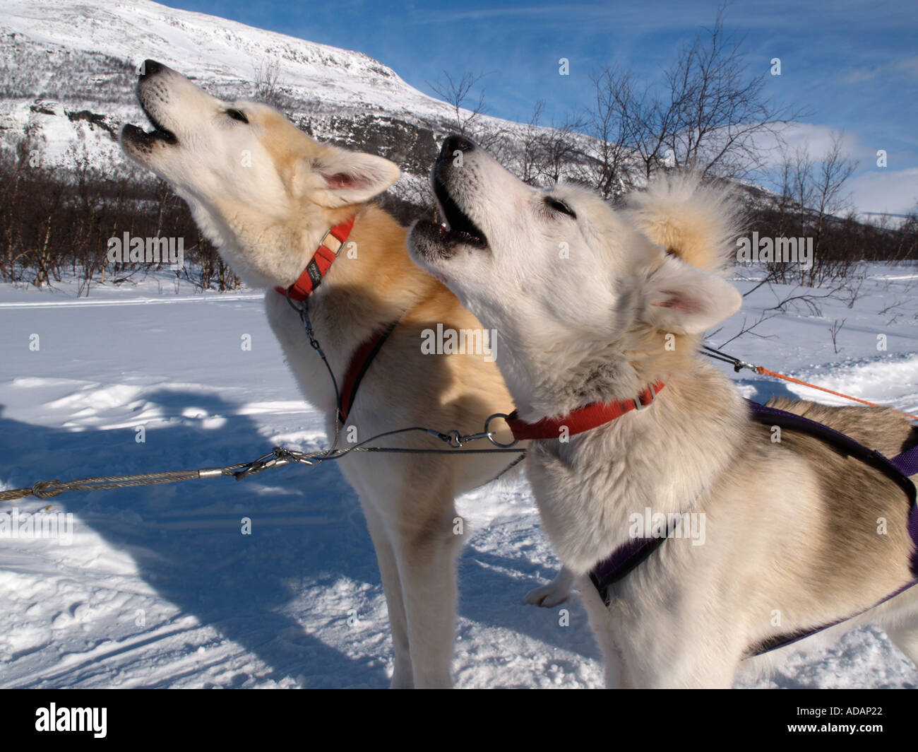 Howling dogs hi-res stock photography and images - Alamy
