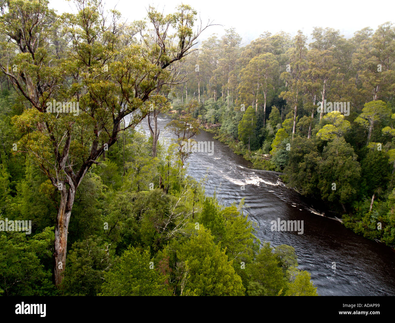 The Huon River flowing through temperate rainforest in the Tahune ...
