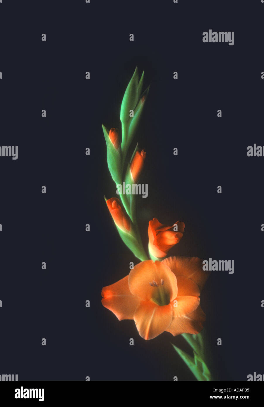 Curved flowers hi-res stock photography and images - Alamy