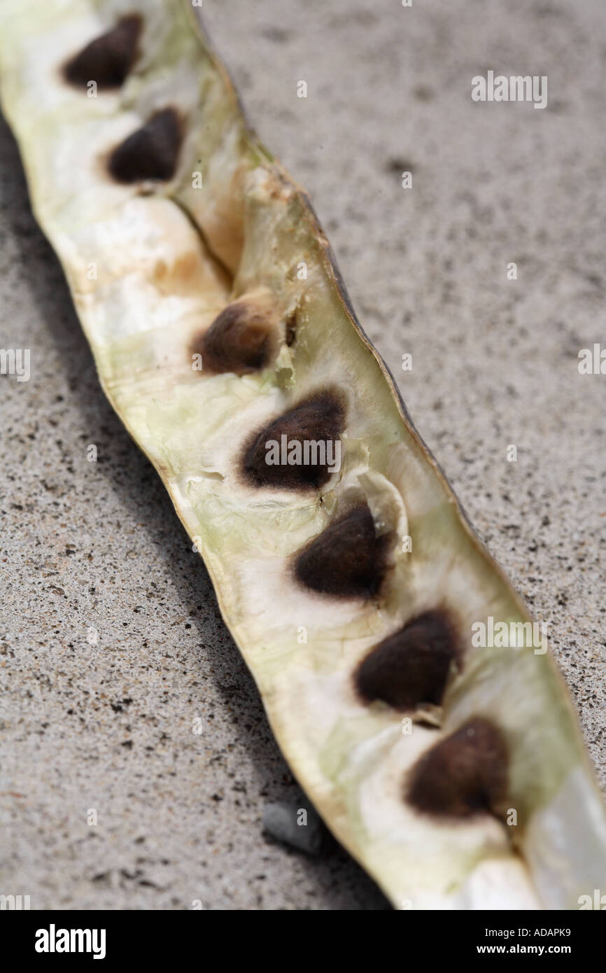 Close up abstract image of pod of plant showing seeds used in medicine ...
