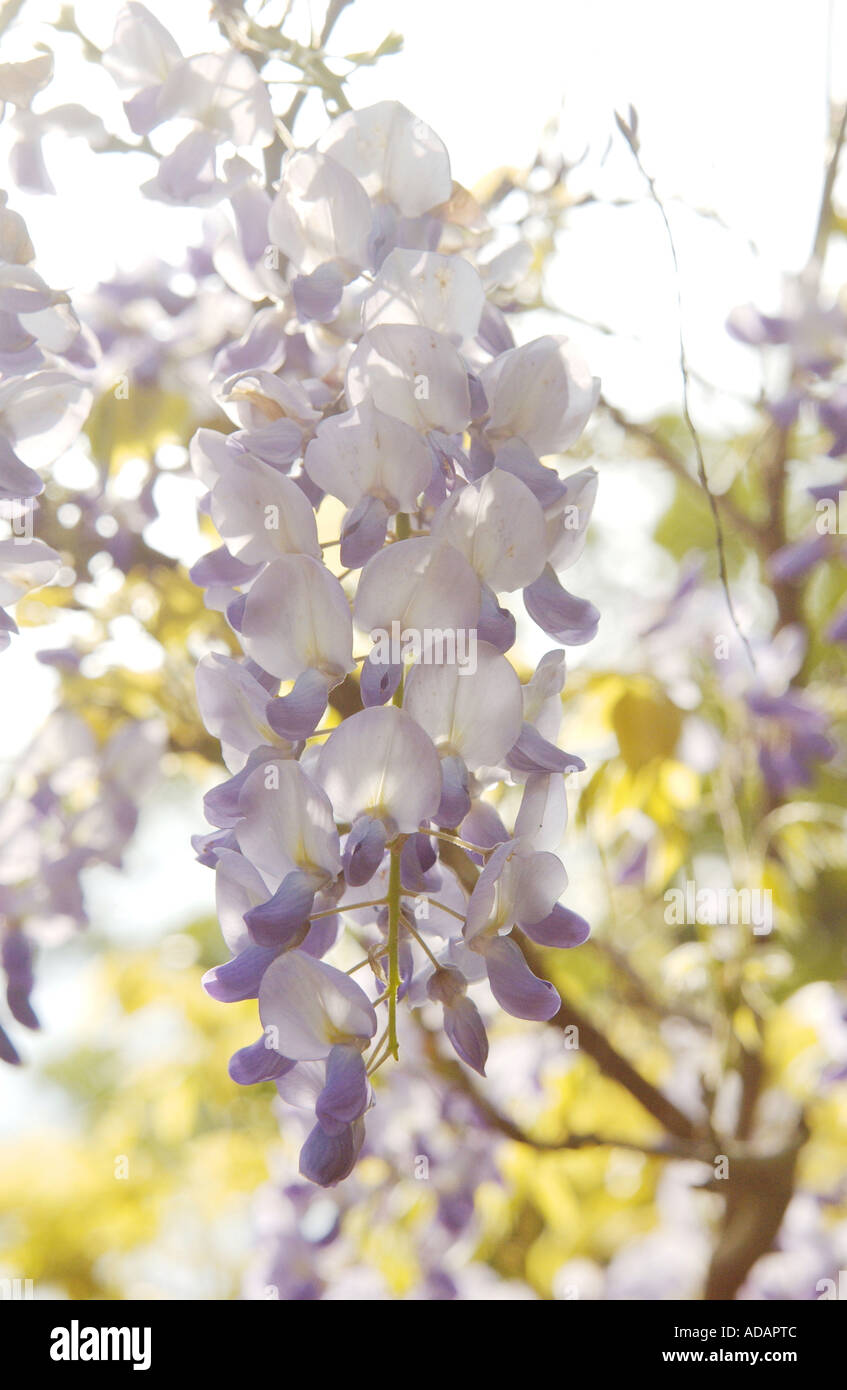 Light wisteria hi-res stock photography and images - Alamy