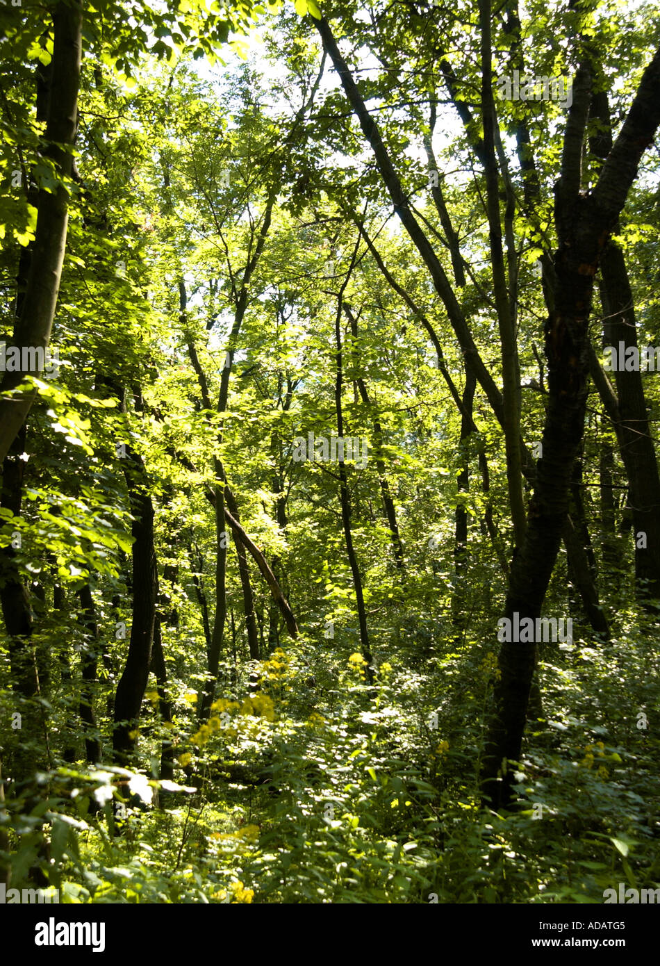 Woodland in buda hi-res stock photography and images - Alamy
