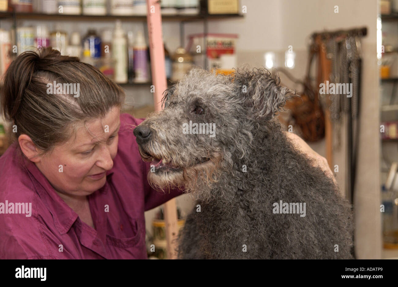 Pumi Dog High Resolution Stock Photography and Images - Alamy